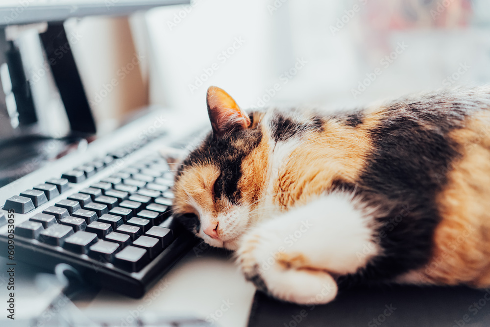 Sleepy Cat Keyboard