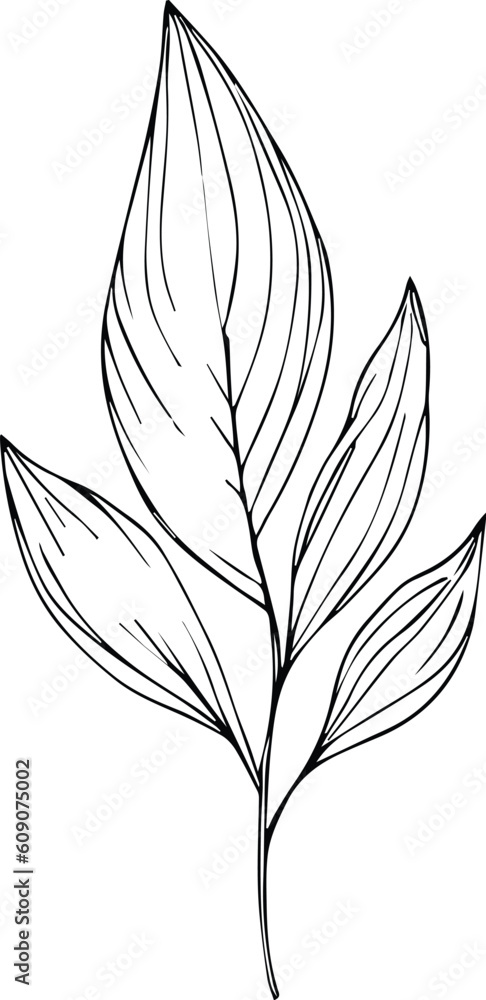 Isolated simple botanical line drawing, simple botanical flower ...