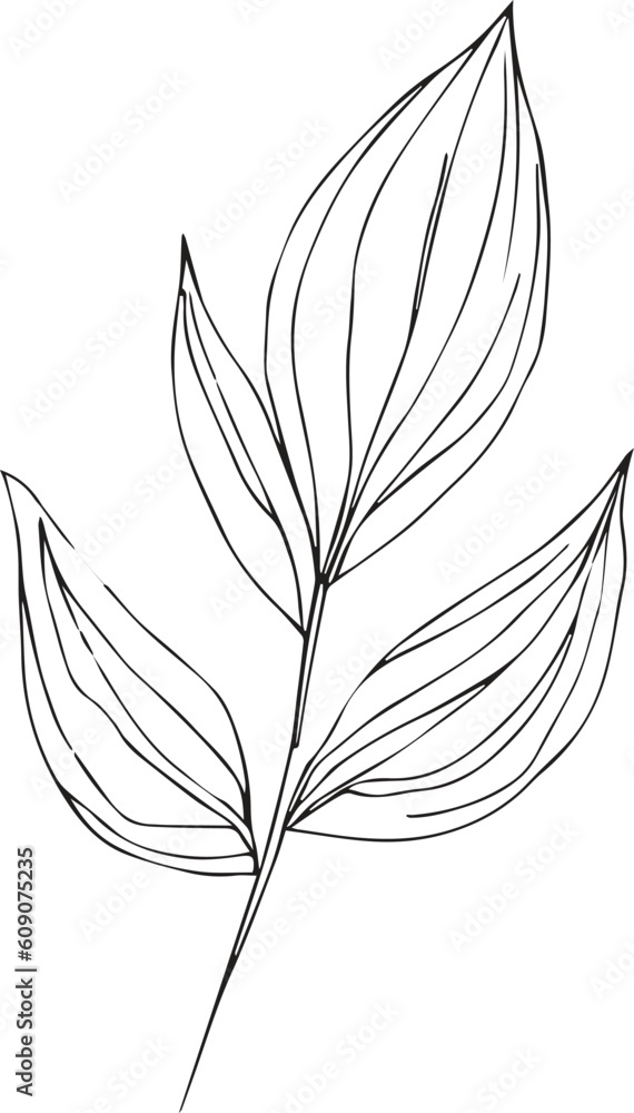 Vettoriale Stock Isolated simple botanical line drawing, simple ...