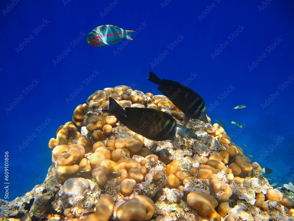 Pair of tropical fish - red sea sailfin tang (Zebrasoma desjardinii ...