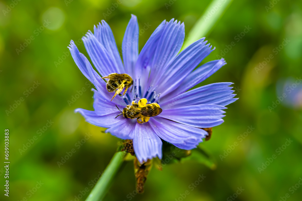 Pretty Meadow In Honey Bee
