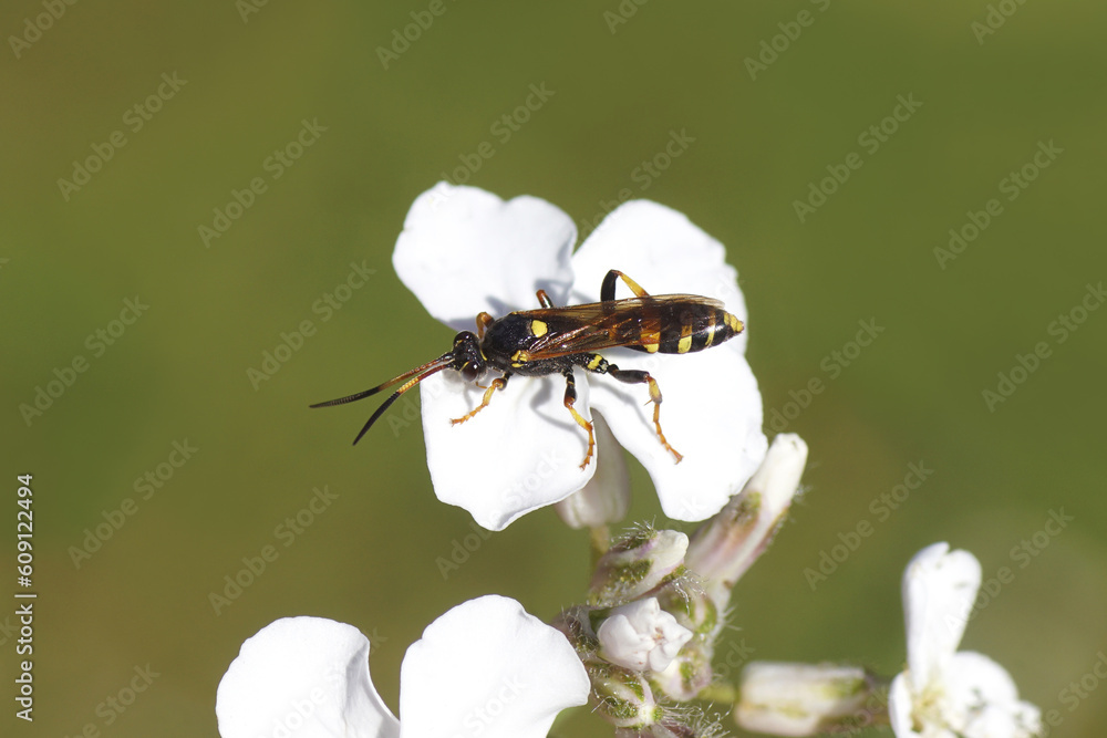 Close up female parasitic wasp Ichneumon xanthorius family ichneumon ...