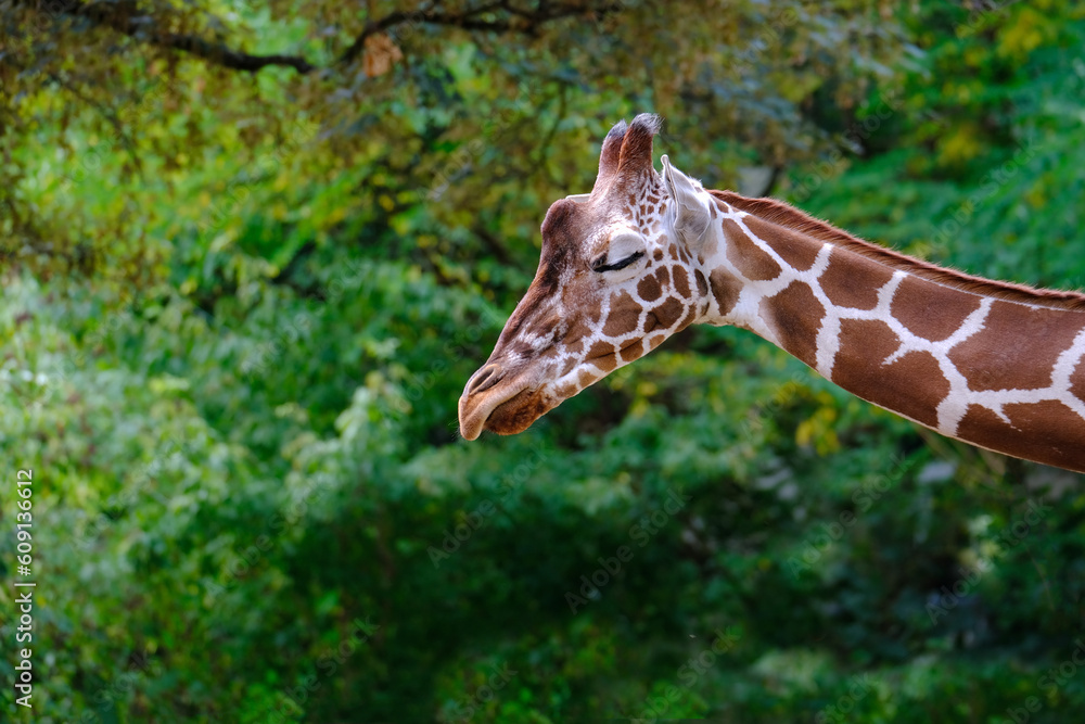 close-up of giraffe animal with long neck, Giraffa camelopardalis ...