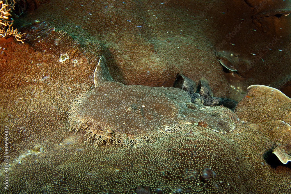 Tasselled wobbegong is laying on the bottom. Eucrossorhinus dasypogon ...