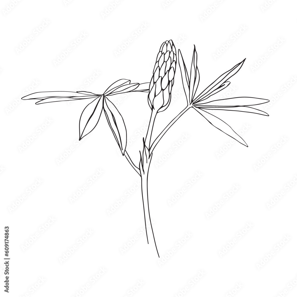 Sketch Floral Botany Collection. lupine flower. Lupinus drawings. Black ...