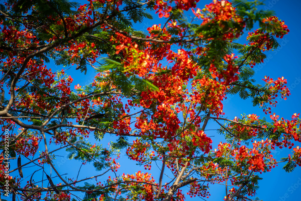 Delonix regia species from Asia guppy tree Delonix regia sky background ...