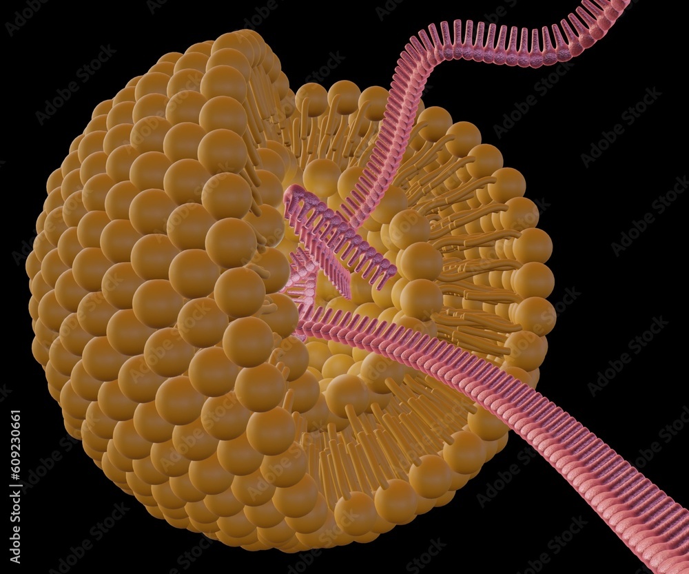 Liposomes are used to efficiently deliver cargo molecules such as siRNA ...