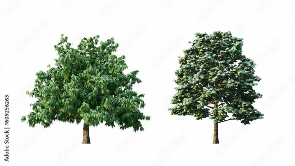 The summer trees are growing, the leaves are fluttering in the wind ...