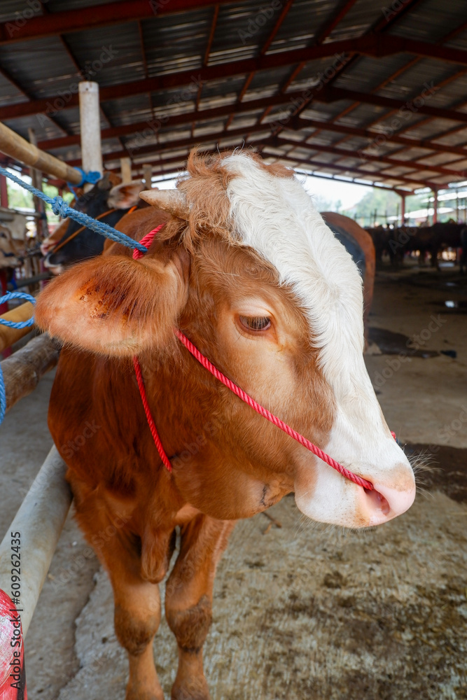 Foto de Cattle,cows ( sapi ) in animal markets to prepare sacrifices on ...