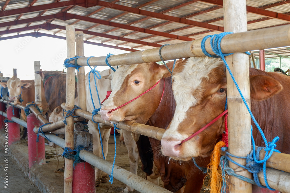 Cattle,cows ( sapi ) in animal markets to prepare sacrifices on Eid al ...