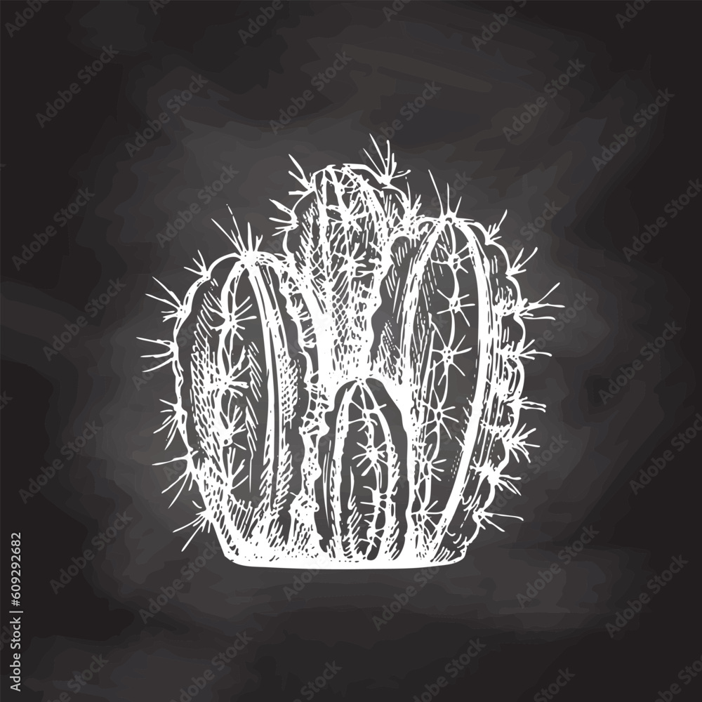 Hand drawn vector sketch of a cactus. White element isolated on ...