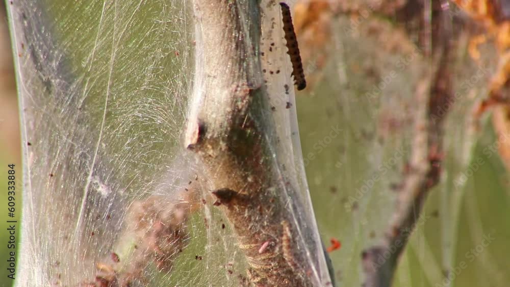 Many spinning moth caterpillars as canker worms in silky cocoon infest ...