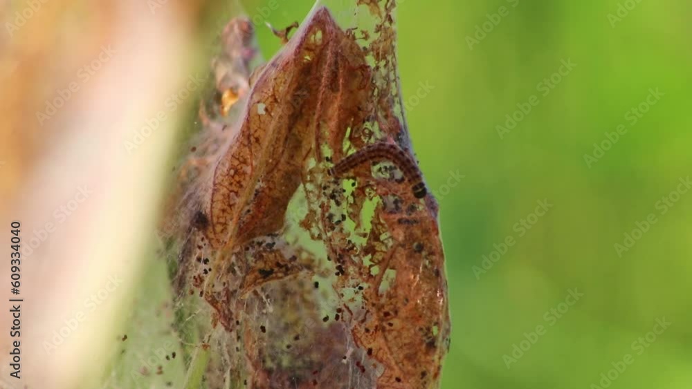 Many spinning moth caterpillars as canker worms in silky cocoon infest ...
