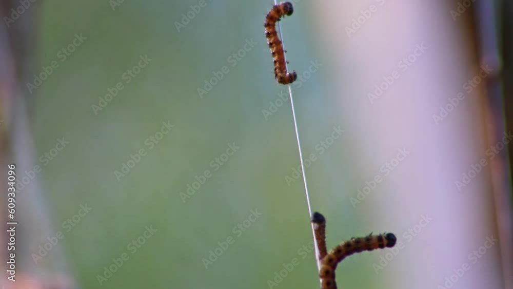 Spinning moth caterpillars balancing on net of silky cocoon infest ...