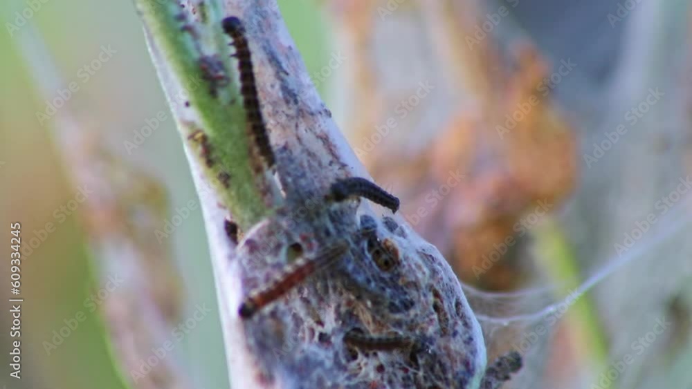 Stockvideo Many spinning moth caterpillars as canker worms in silky ...