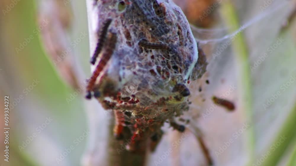 Many spinning moth caterpillars as canker worms in silky cocoon infest ...