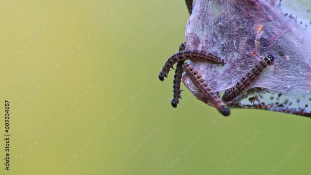 Many spinning moth caterpillars as canker worms in silky cocoon infest ...