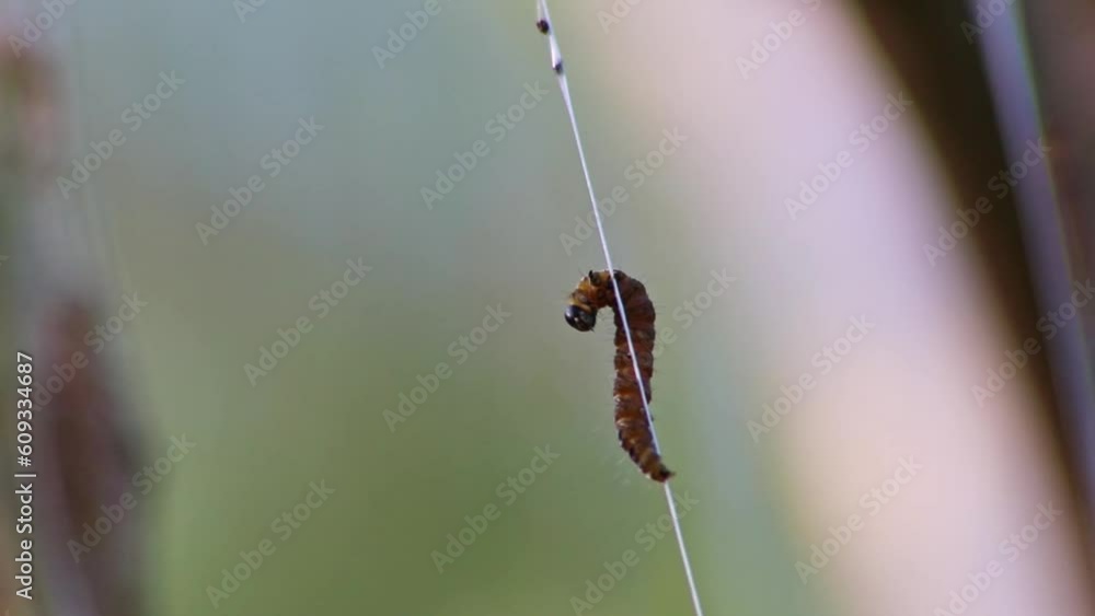 Spinning moth caterpillars balancing on net of silky cocoon infest ...