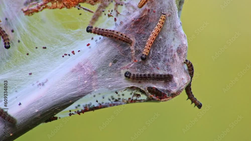 Many spinning moth caterpillars as canker worms in silky cocoon infest ...