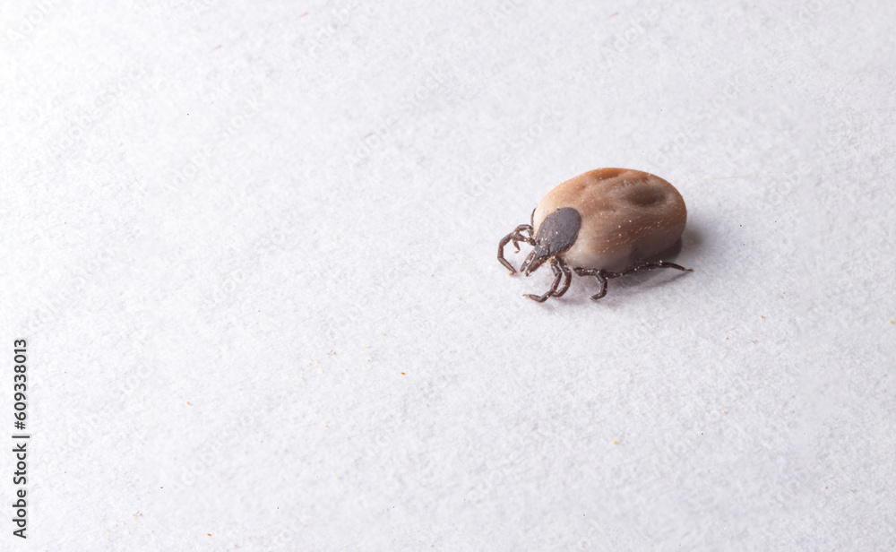 Tick insect isolated on the white background. The parasite full of ...