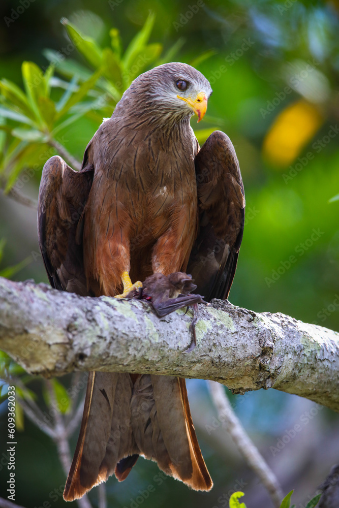 Yellow-billed kite eating a bat while perched on a thick tree branch ...