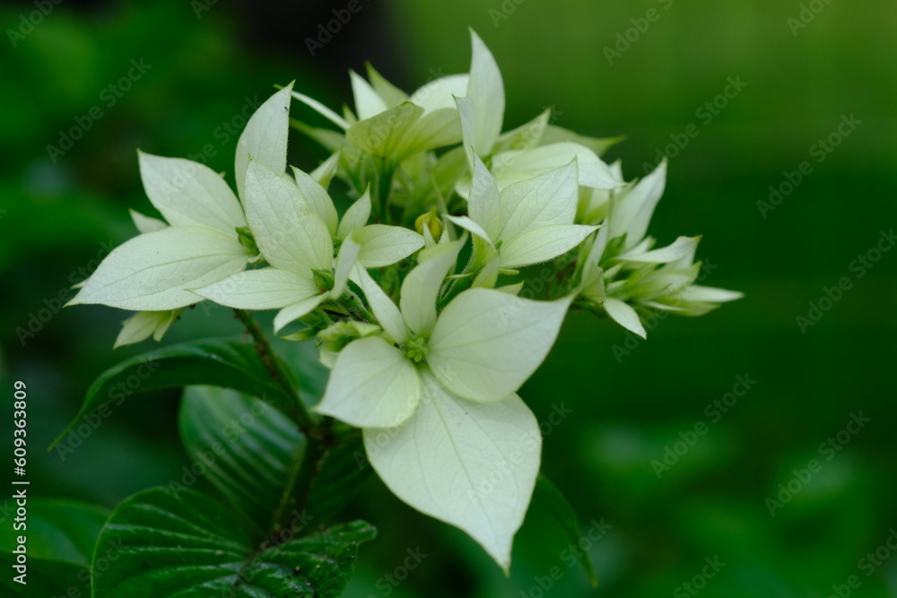 Cornus kousa is a small deciduous tree 8–12 m tall, in the flowering ...