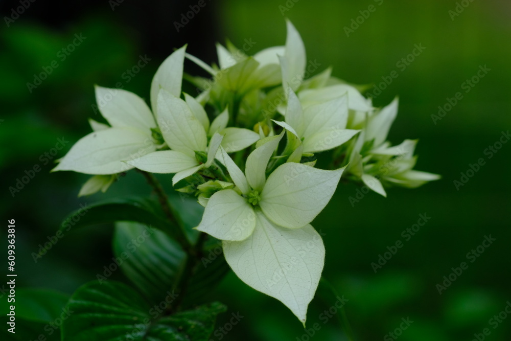 Cornus kousa is a small deciduous tree 8–12 m tall, in the flowering ...