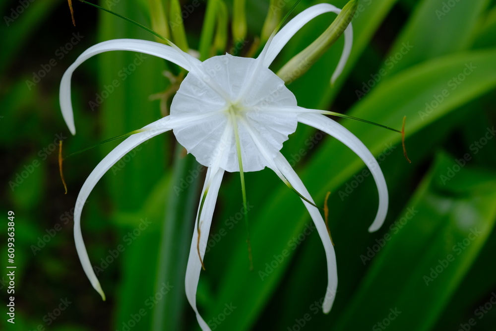 Hymenocallis littoralis, commonly known as the beach spider lily, is a ...