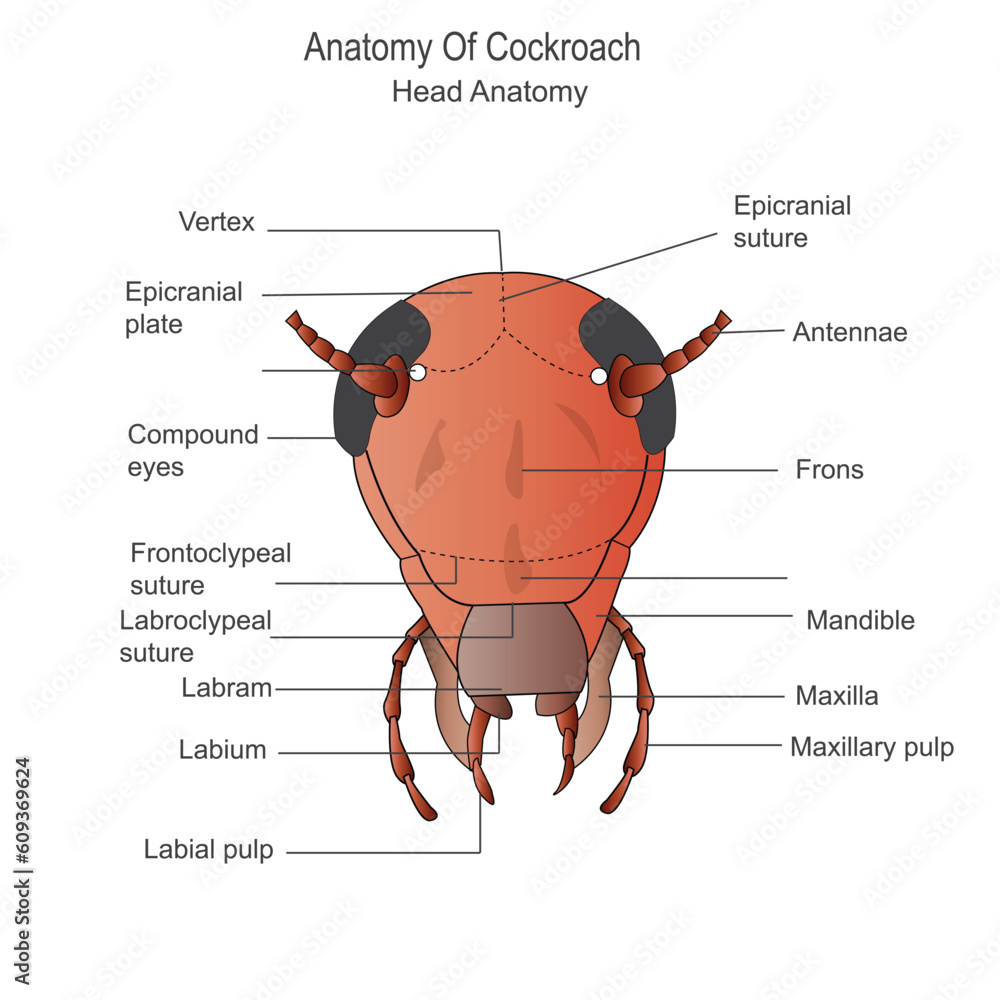 Vektorová grafika „Cockroach anatomy, head anatomy. Biological ...