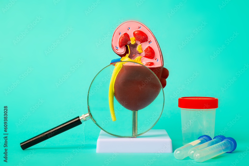 Anatomical model of human kidney with magnifying glass and test tubes ...