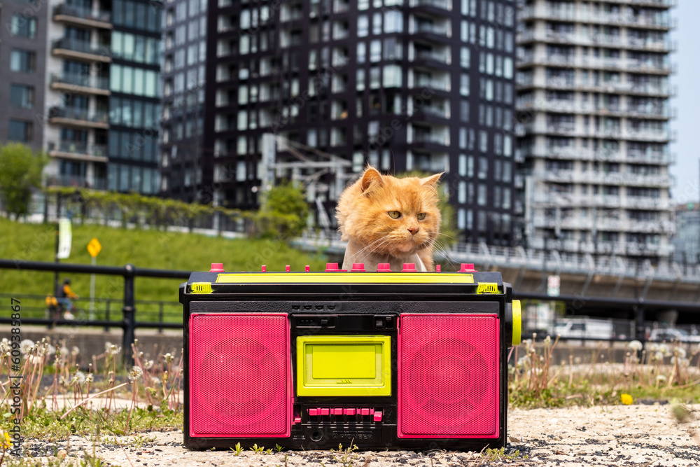 horizontal image of a funny cat looking up in an urban setting with a ...