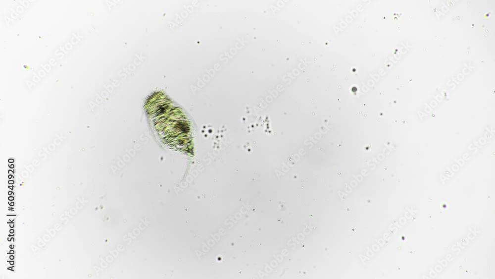 Isolated macro footage of rotifer moving in water and consuming other ...