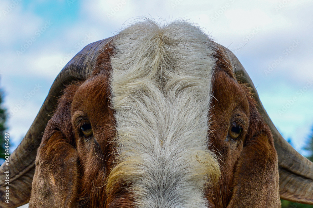 A funny looking expression on a tan colored goat's face. Its head is ...