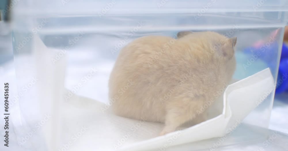 Hamster in a box where gas anesthesia is supplied. An anesthesiologist ...