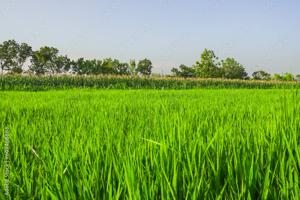 Rice plants that are green in Indonesian rice fields with blue sky and ...