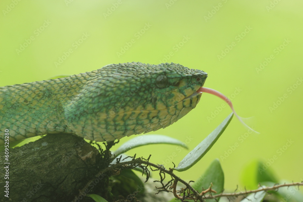 snake, viper snake, native viper snake from indonesian island of ...