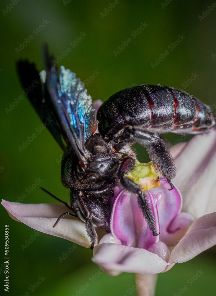 The European dark bee is a subspecies of the western honey bee ...