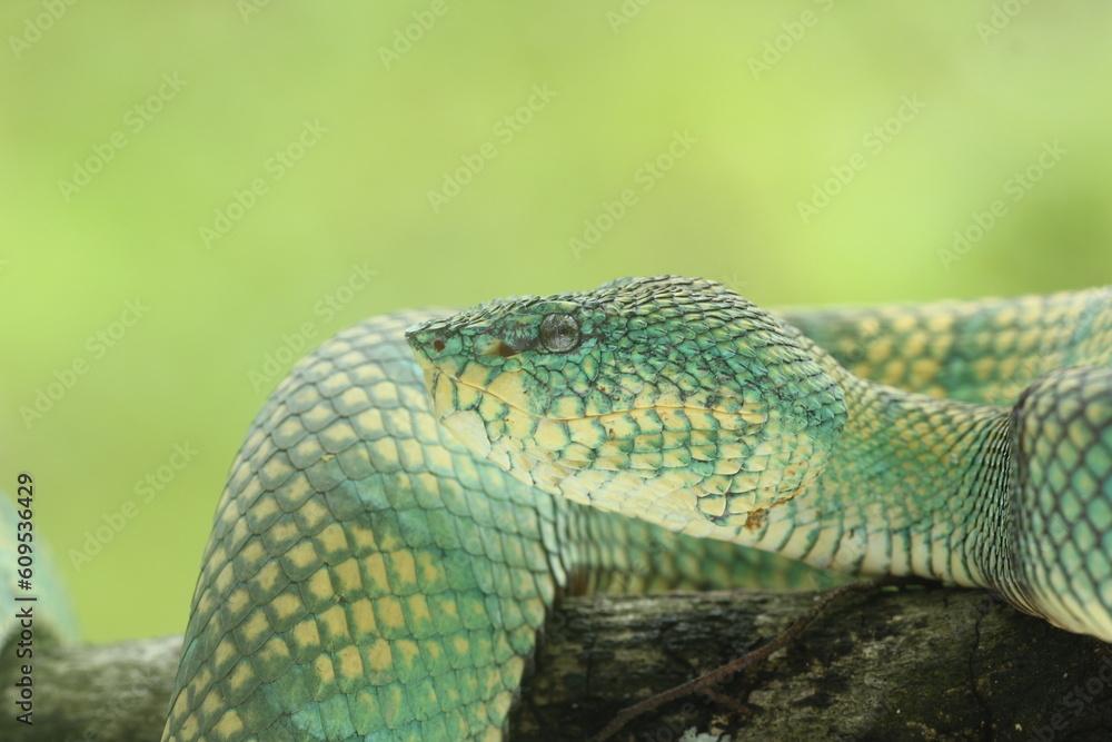 viper, viper snake, viper snake face, Kalimantan, Kalimantan viper ...