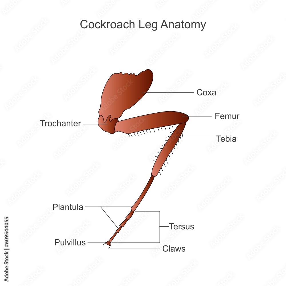 Cockroach anatomy, leg parts. Biological illustration. Labelled diagram ...