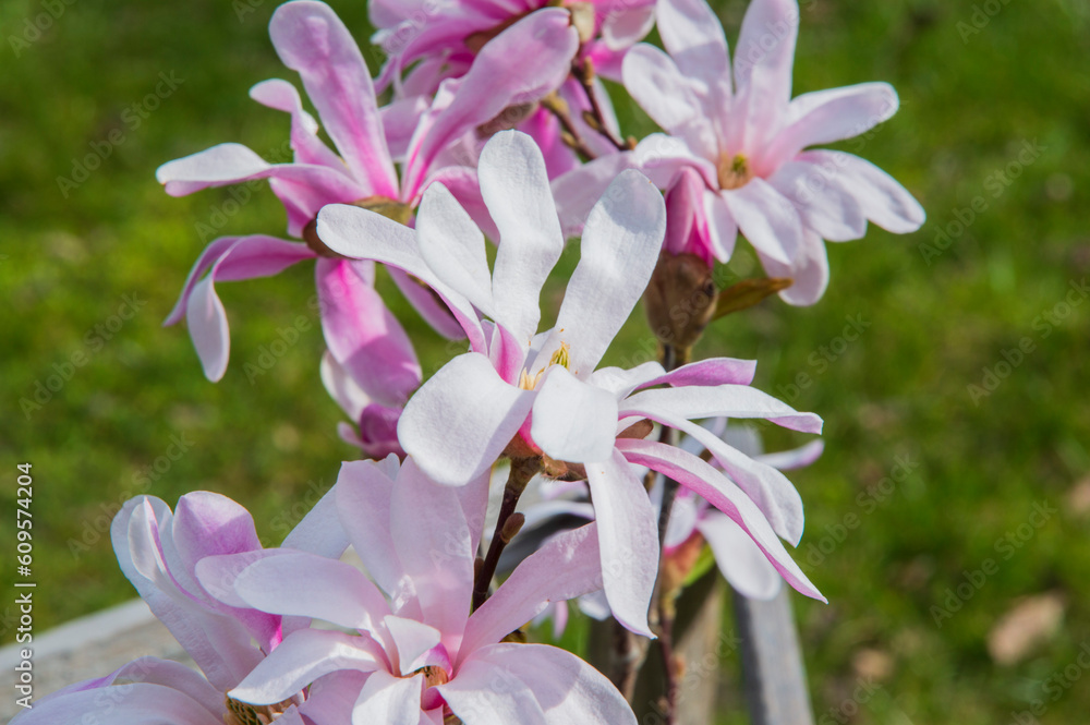 close-up: star magnolia rosea blossom with pale purple and white full ...