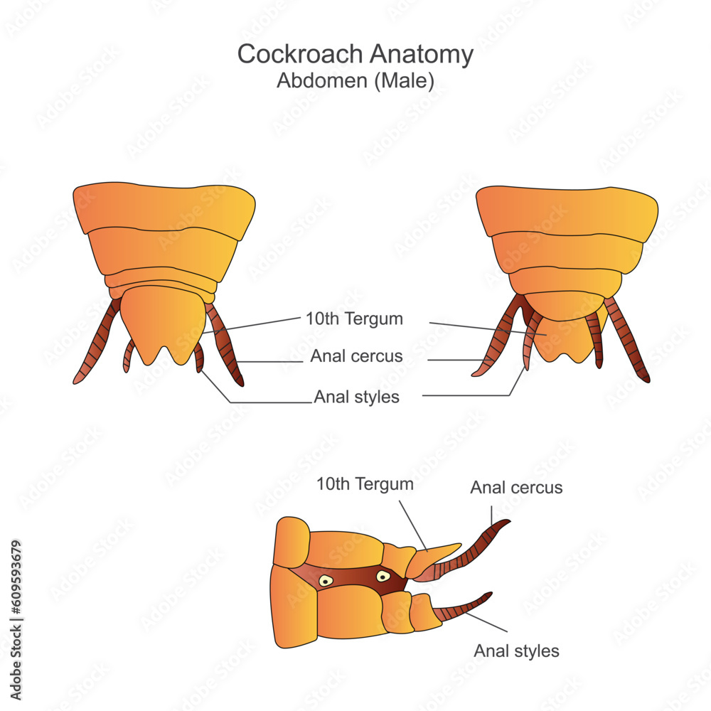 Vetor de Cockroach anatomy, abdomen parts. Biological illustration ...