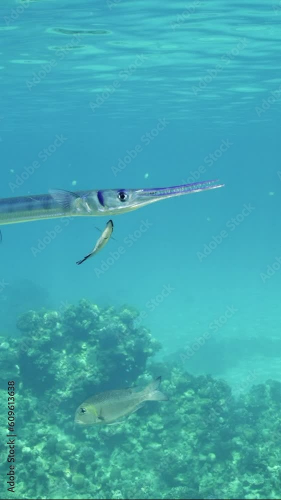 Vertical video, Close-up of Sea pike swims opening mouth at cleaning ...