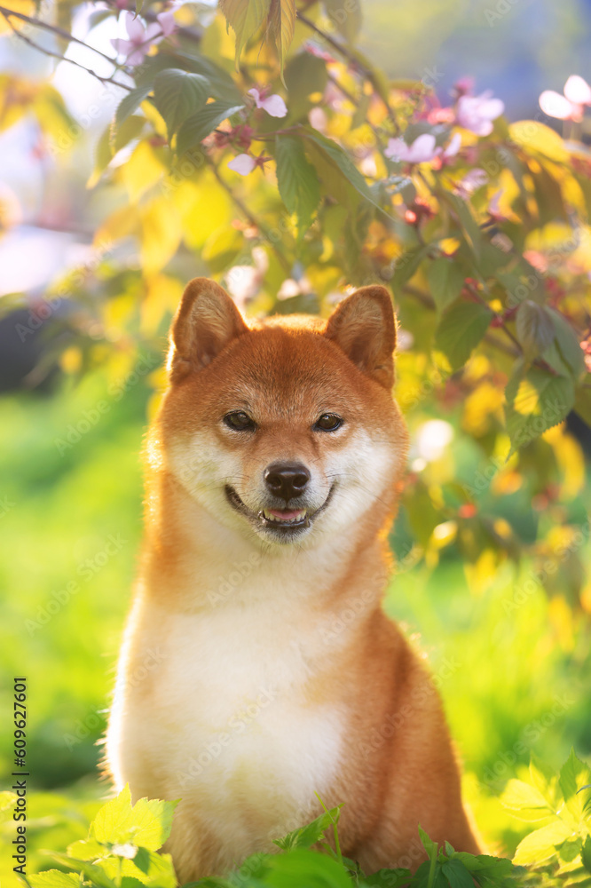 Portrait of beautiful red shiba inu dog on cherry blossom's and green ...