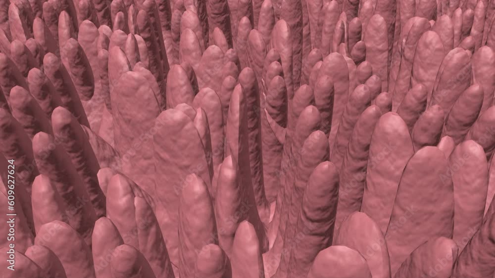 Healthy intestinal bacteria, gut microbiome, 3d animation of beneficial ...