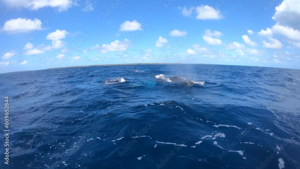 Humpback whales underwater of Pacific Ocean. Giant animal Megaptera ...