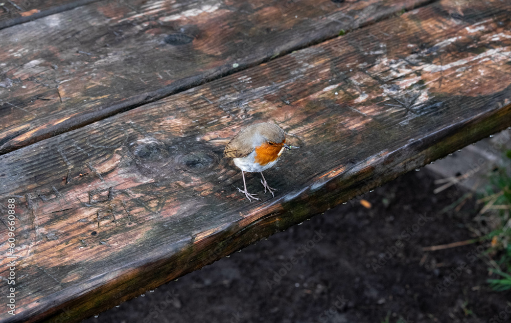 A robin will a fresh catch of different types of insects and bugs in ...