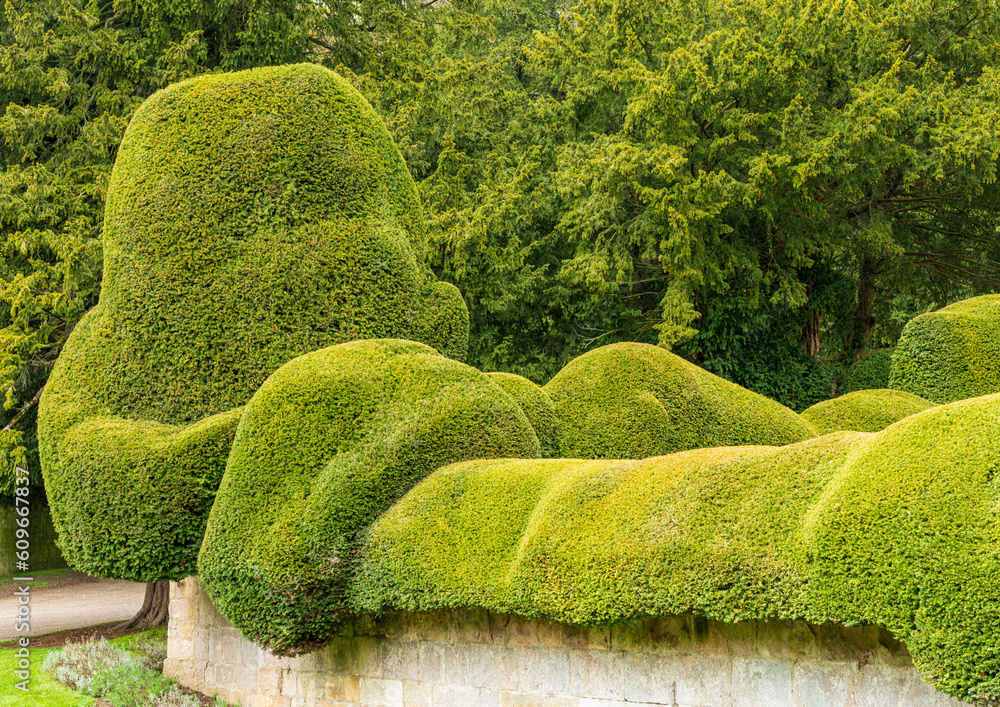 Yew trees trimmed in very curvy sensuous shapes in garden in Yorkshire ...