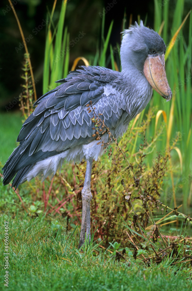 Bec en sabot du Nil,.Balaeniceps rex, Shoebill, Afrique Stock Photo ...