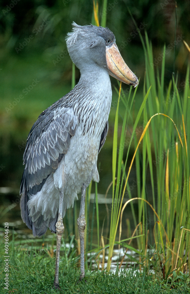 Bec en sabot du Nil,.Balaeniceps rex, Shoebill, Afrique Stock Photo ...