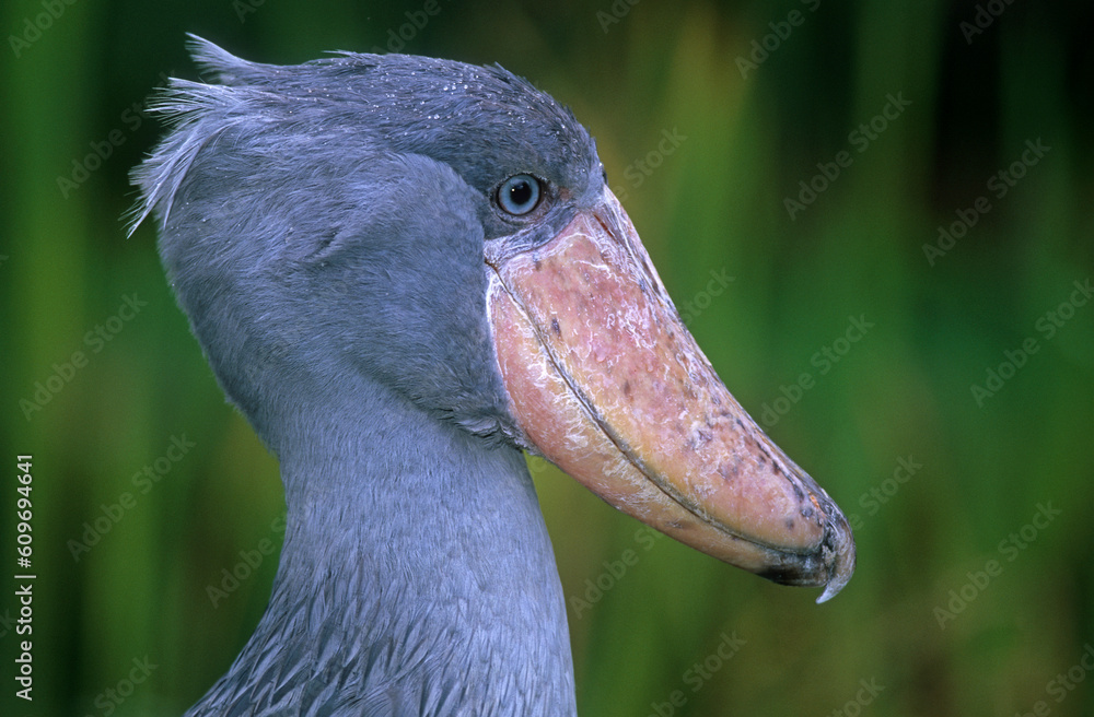 Bec en sabot du Nil,.Balaeniceps rex, Shoebill, Afrique Stock Photo ...